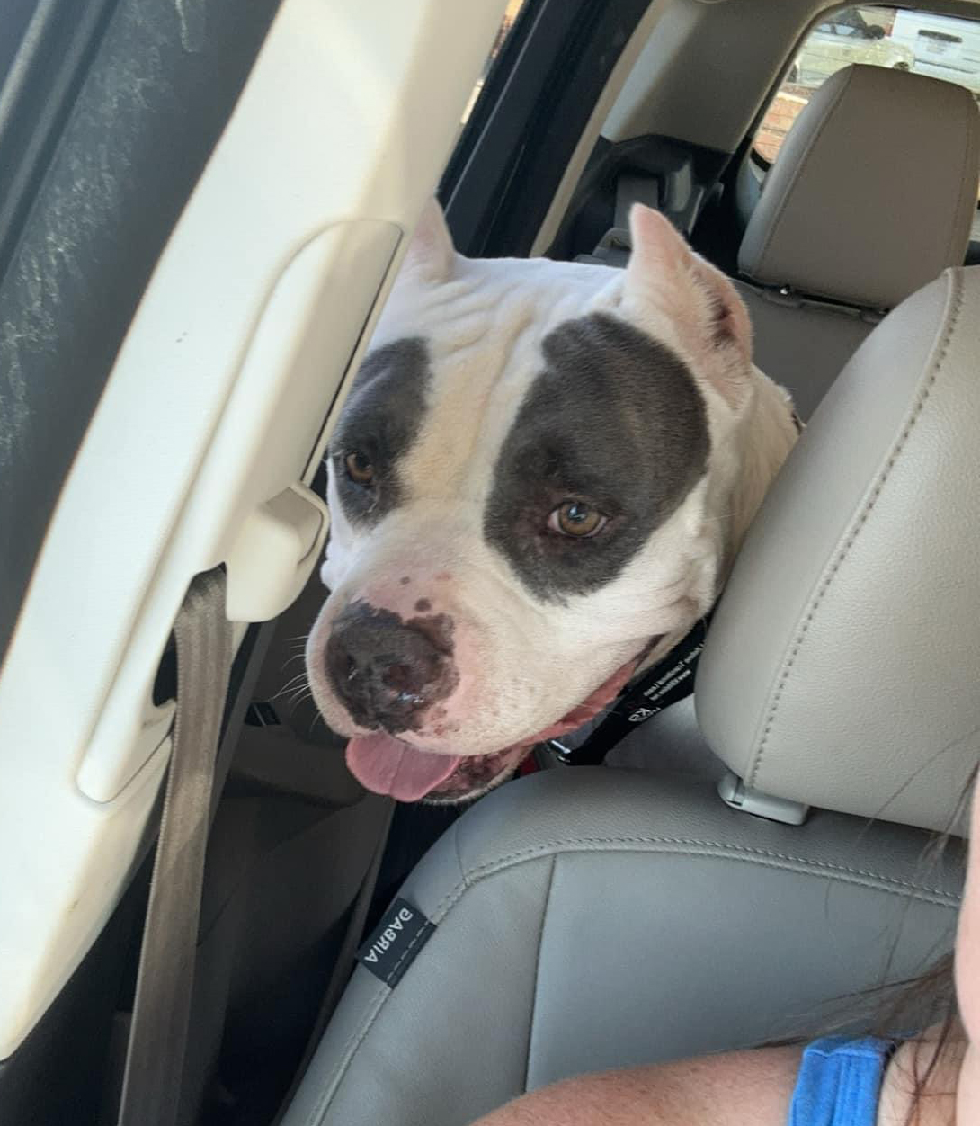Rescue Street’s National Mutt Day 50/50 raffle – Rescue Street
